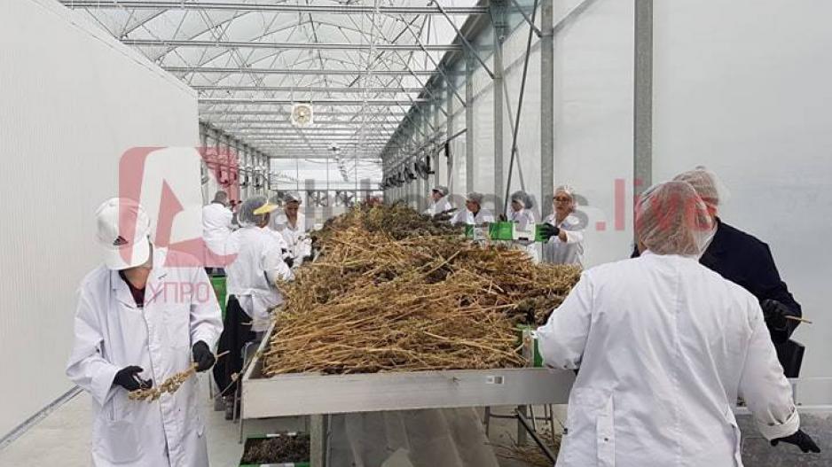 Η πρώτη παραγωγή βιομηχανικής κάνναβης γίνεται στη Λάρνακα (Video ...